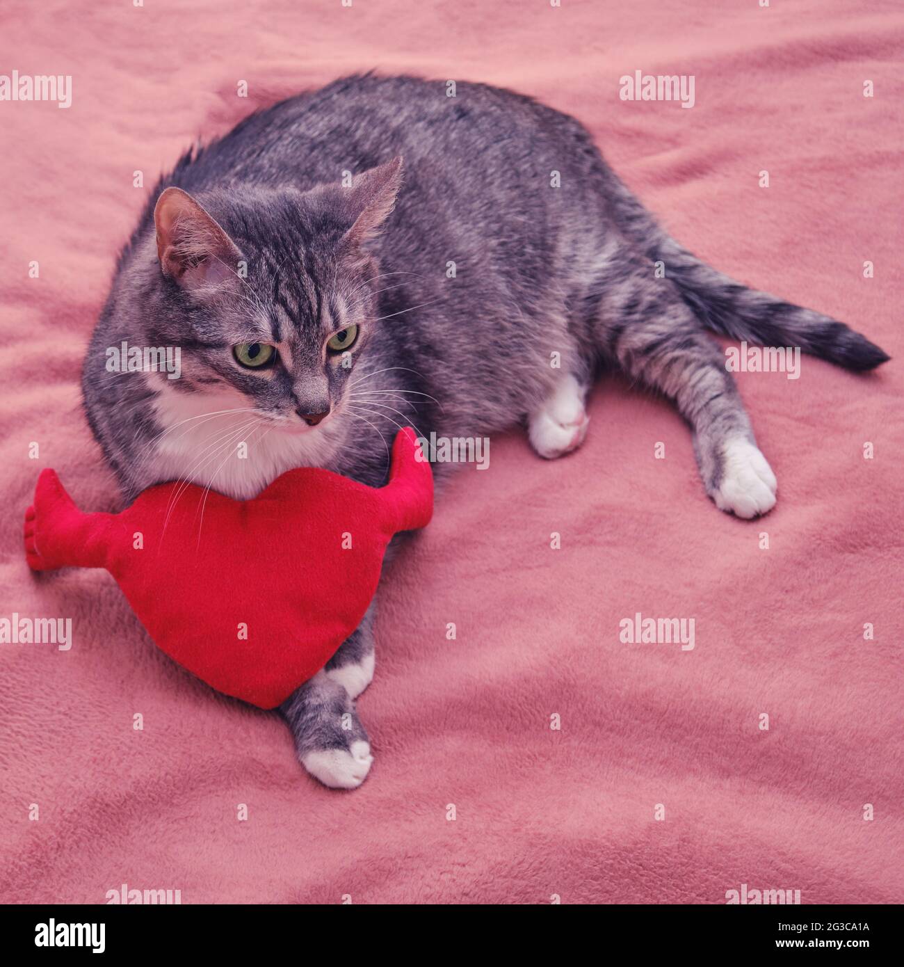 Much loved pets hi-res stock photography and images - Alamy
