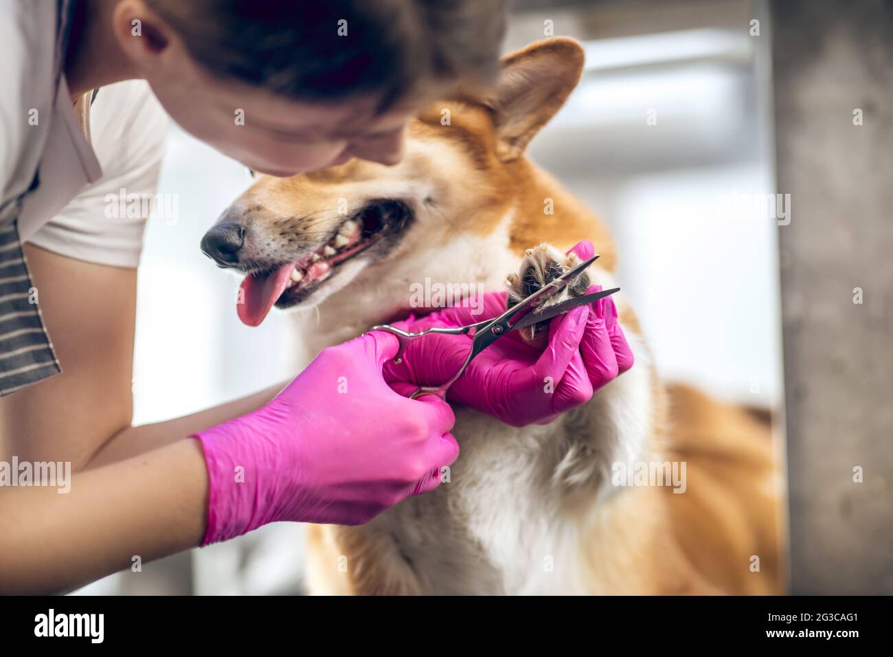 Female groomer working in a pets grooming salon Stock Photo - Alamy