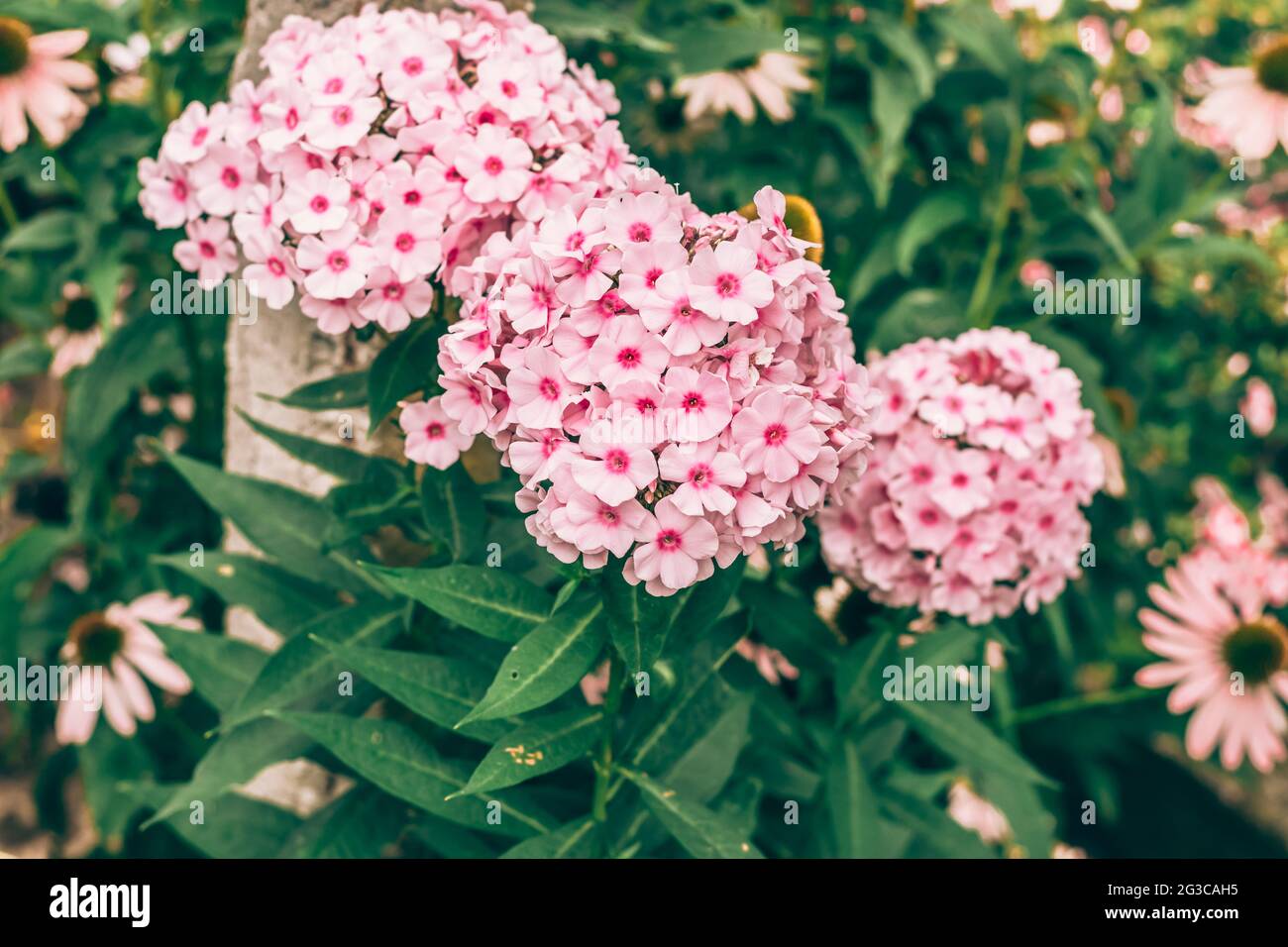 beautiful pink phlox flowers in summer nature Stock Photo - Alamy