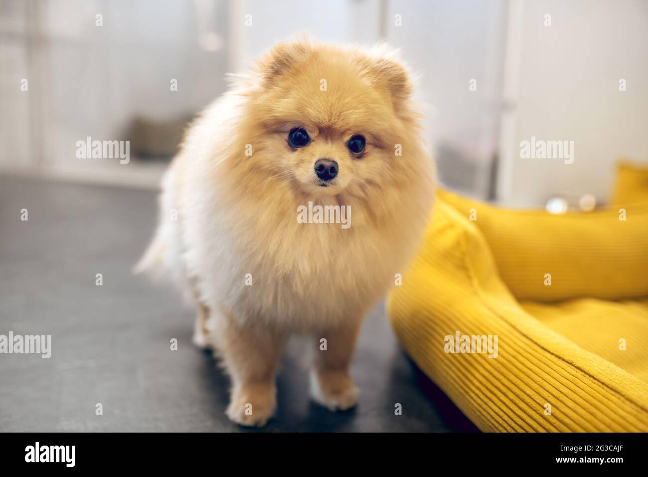 Picture of a cute dog in a pets hotel looking serious Stock Photo - Alamy