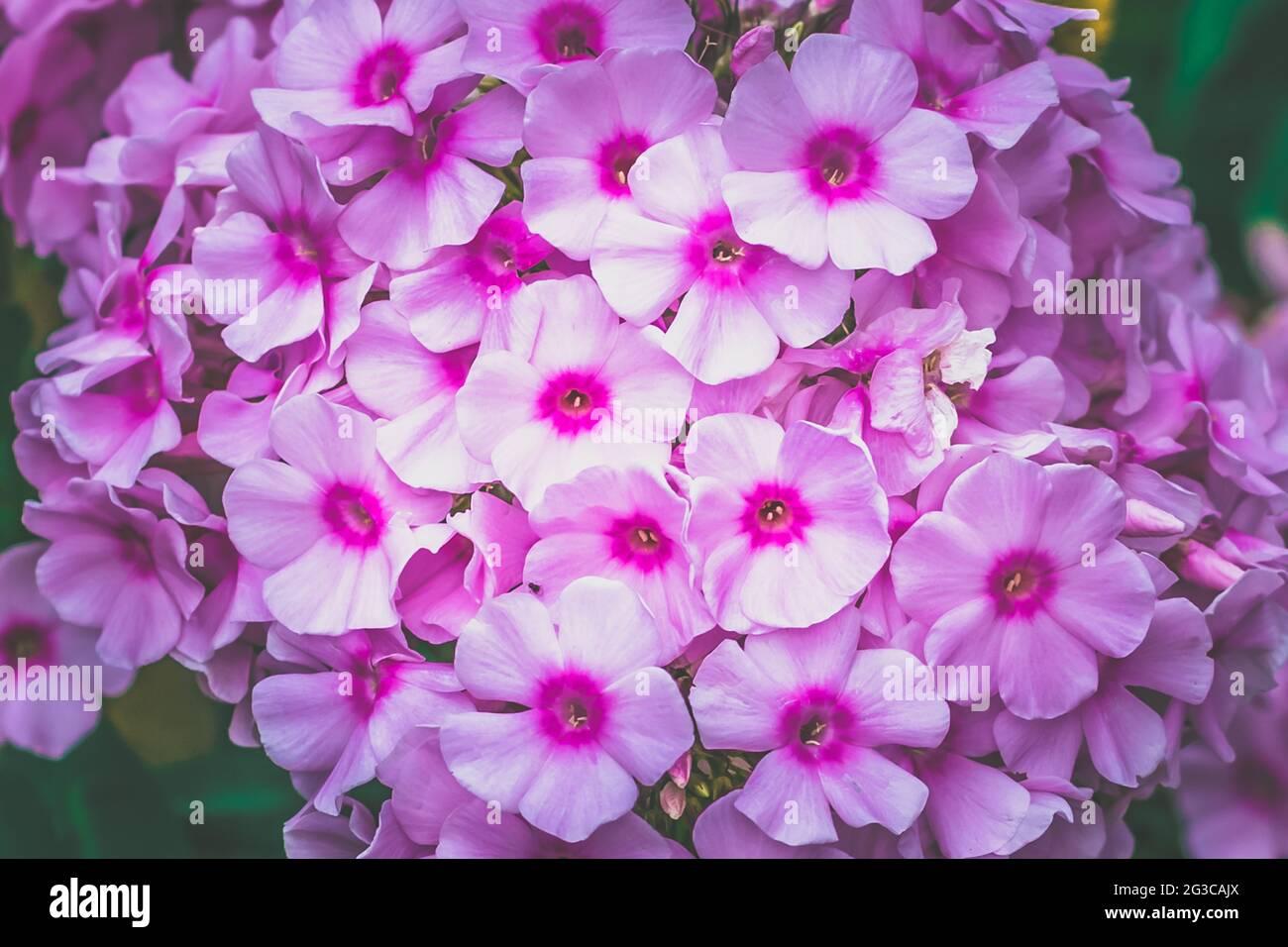 beautiful pink phlox flowers in summer nature copy space Stock Photo ...