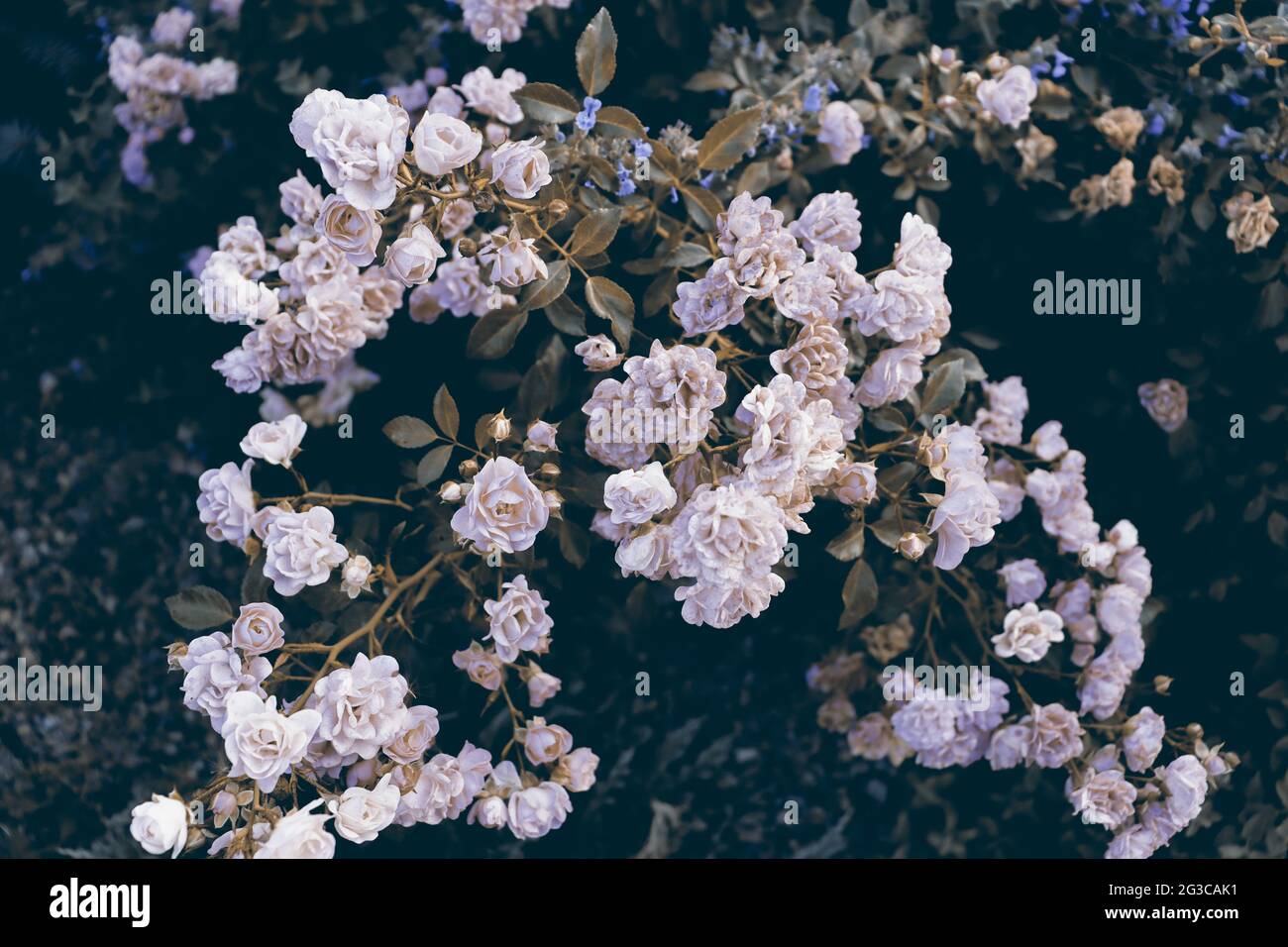 Nature wallpaper. Beautiful bush with flowers. Romantic flower backdrop ...