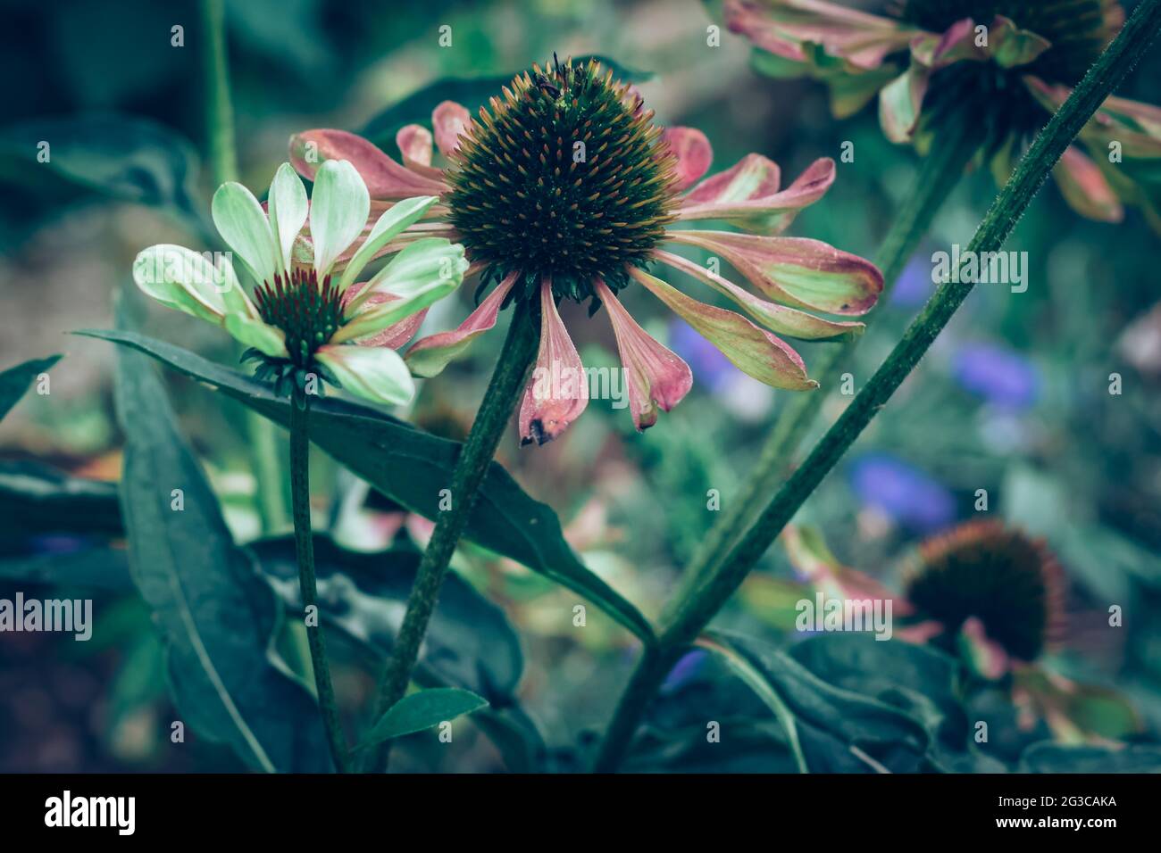 Echinacea purpurea green twister hi-res stock photography and images ...