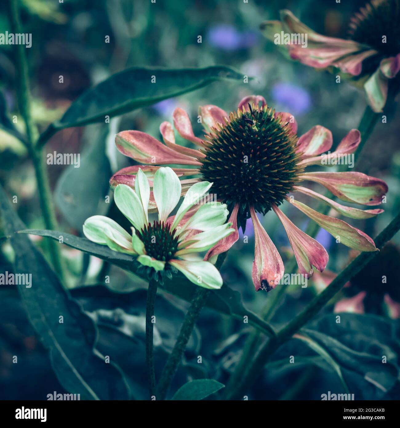 Echinacea purpurea green twister coneflower hi-res stock photography ...