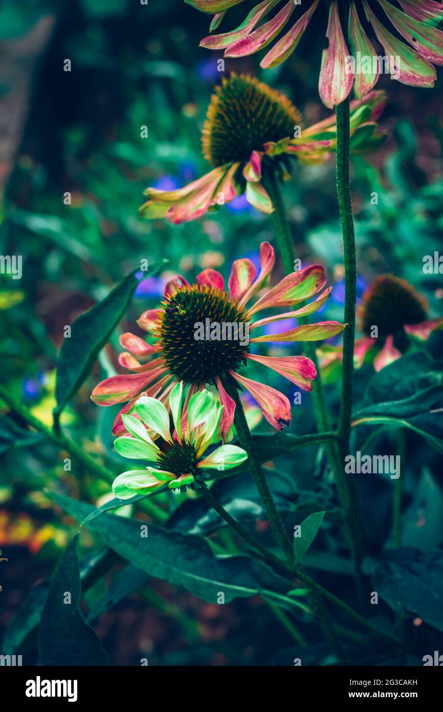 Echinacea purpurea green twister coneflower hi-res stock photography ...