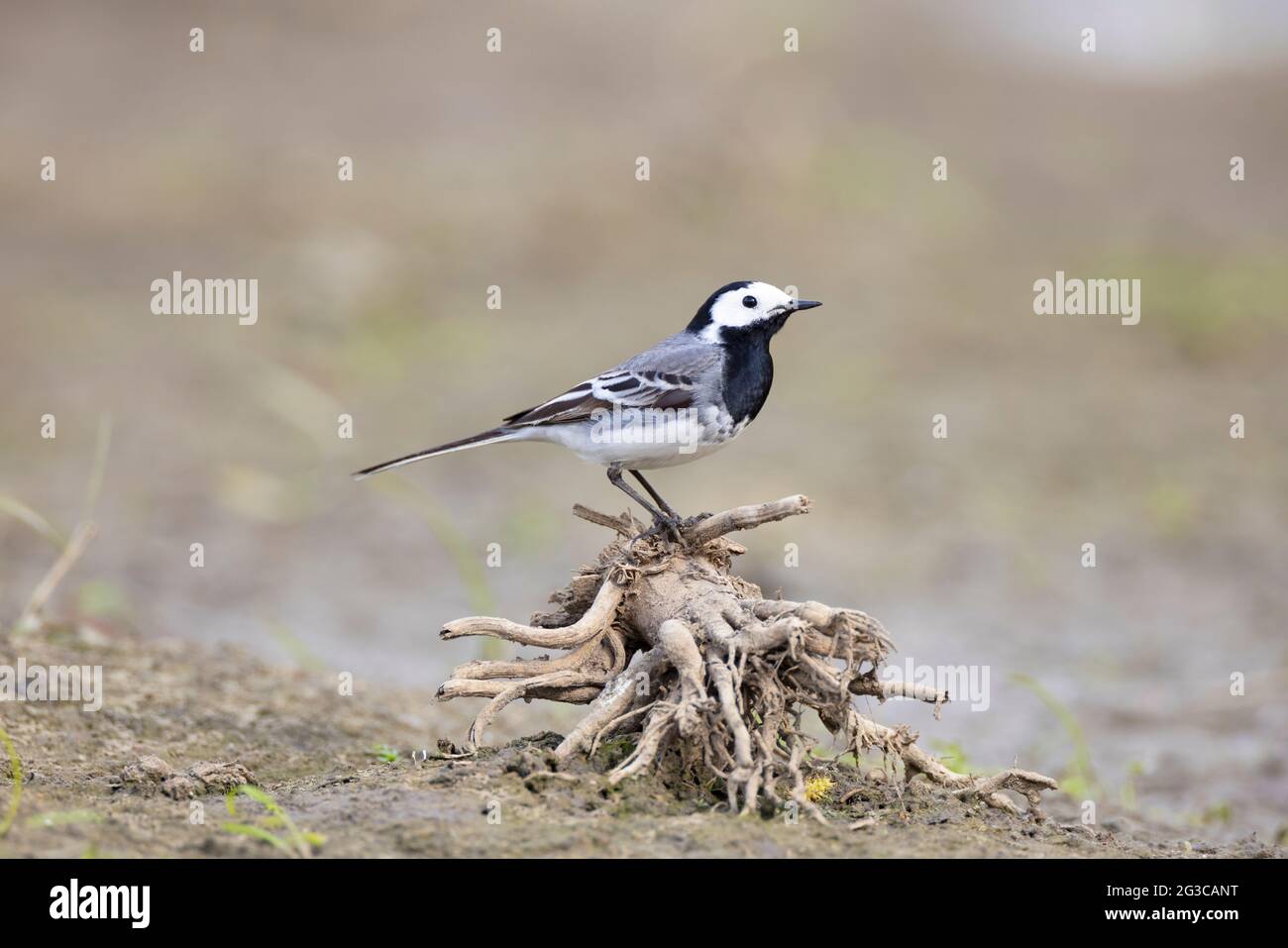 White Wagtail Bird High Resolution Stock Photography and Images - Alamy