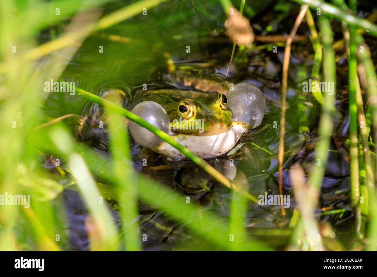 Dülmen, NRW, Germany. 15th June, 2021. An edible frogs (Pelophylax ...