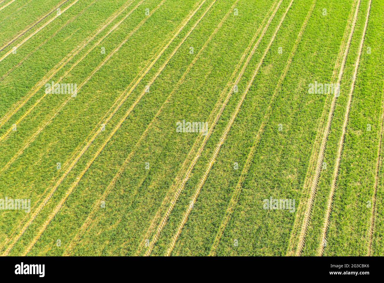 a green farming field with young plants from above Stock Photo - Alamy