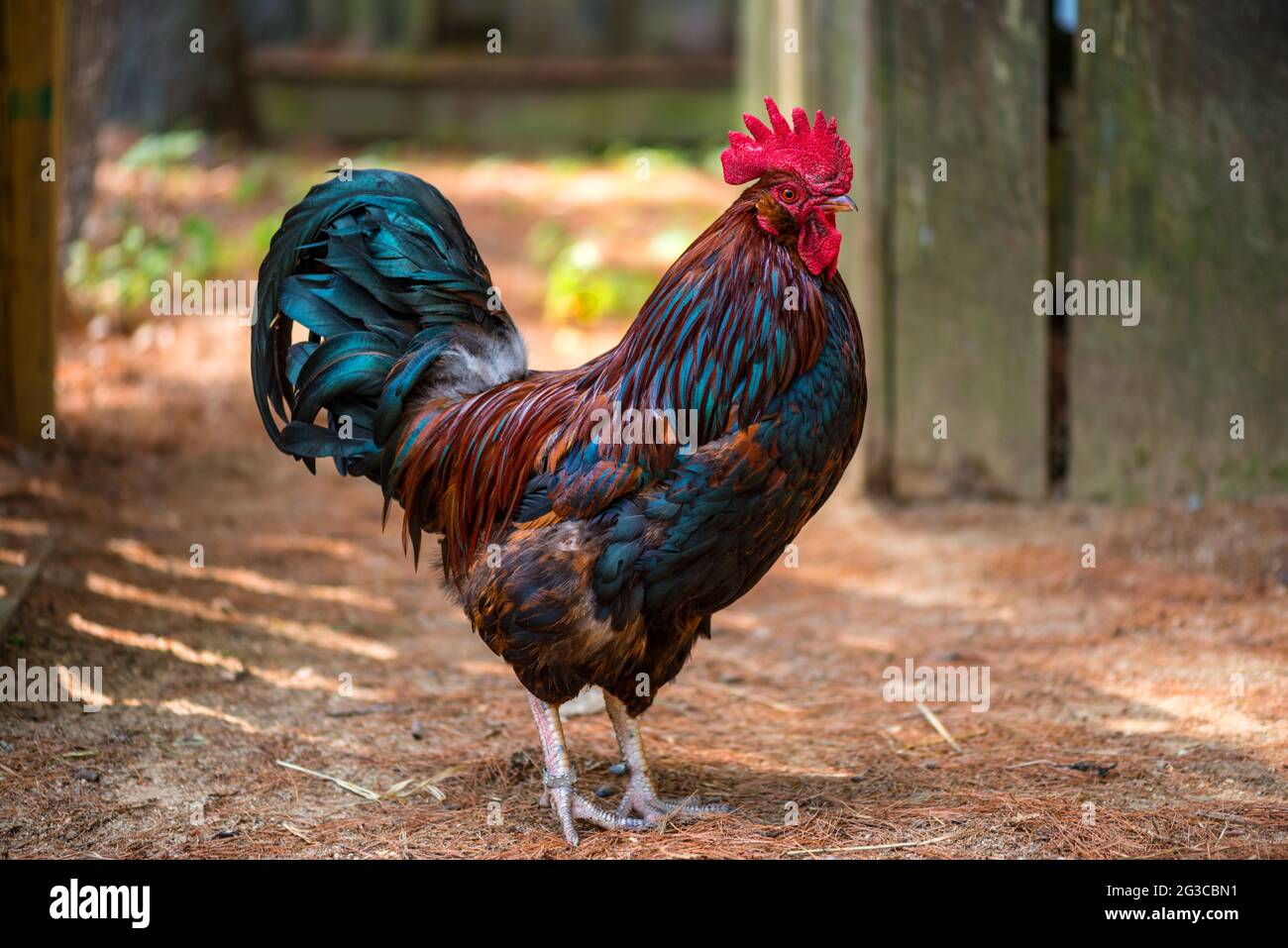Rooster at a farm Stock Photo - Alamy