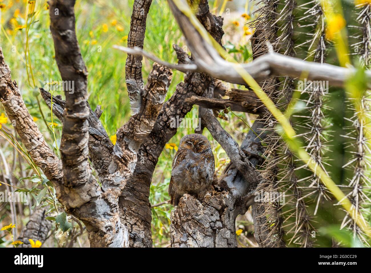 Elf owl fly hi-res stock photography and images - Alamy
