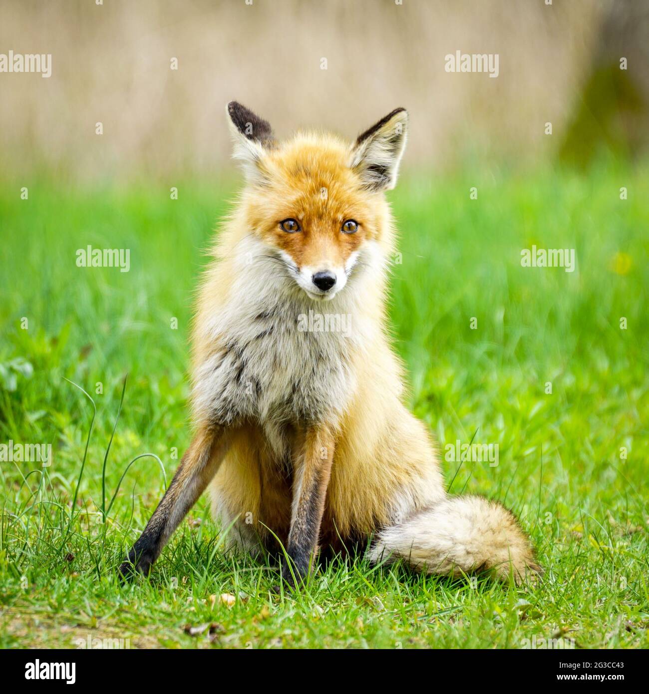 a young brown fox sits in a green grass on a blurred background Stock ...
