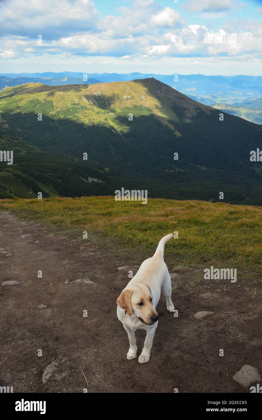 Labrador dog climbed to the top of the mountain, in the background ...