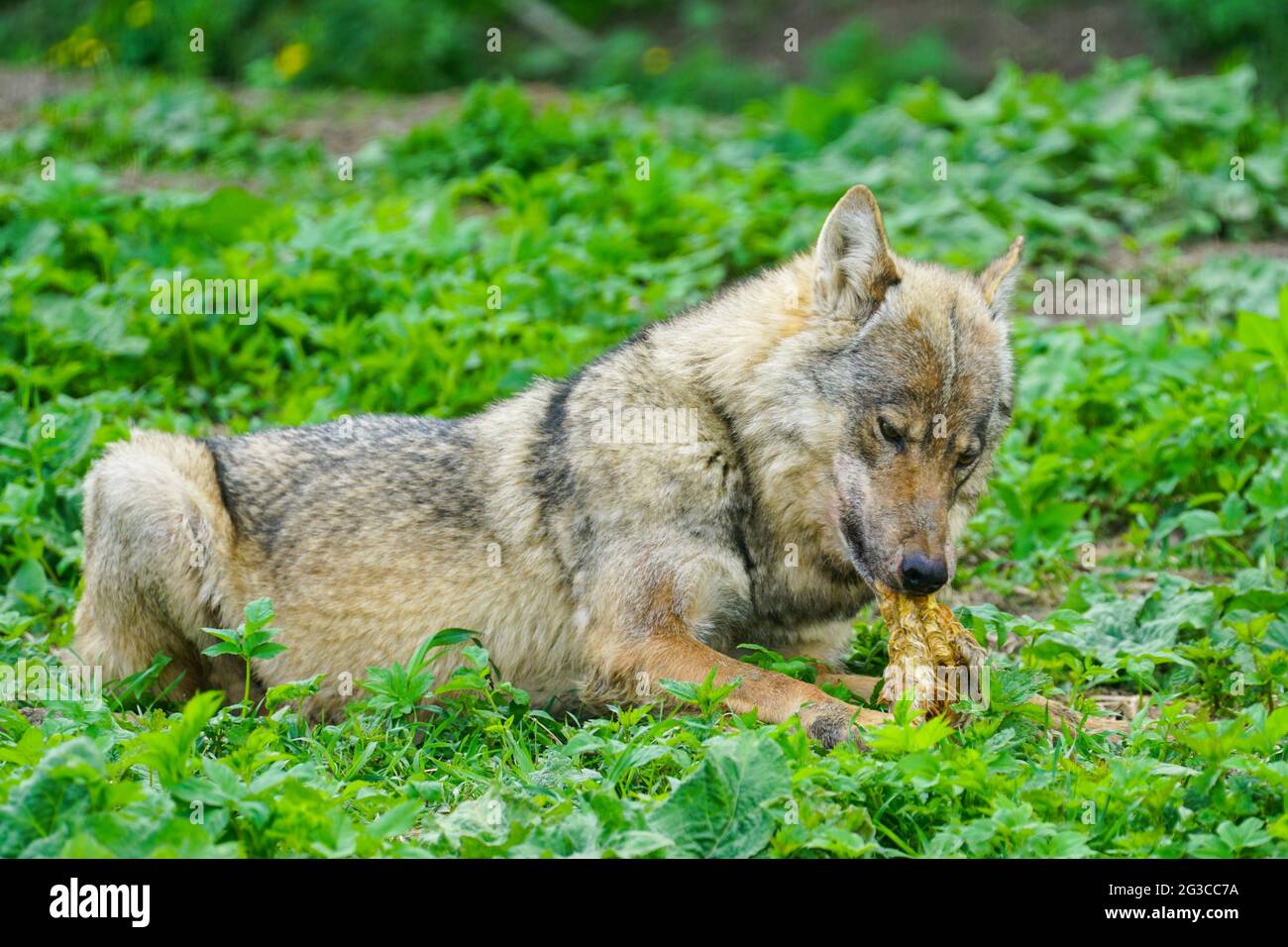 european gray wolf eats meat in a natural environment in the green ...