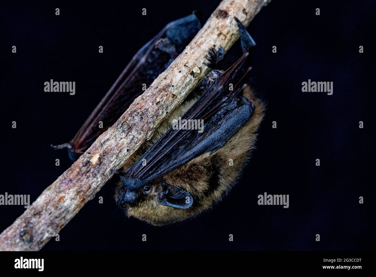 British bat species hi-res stock photography and images - Alamy