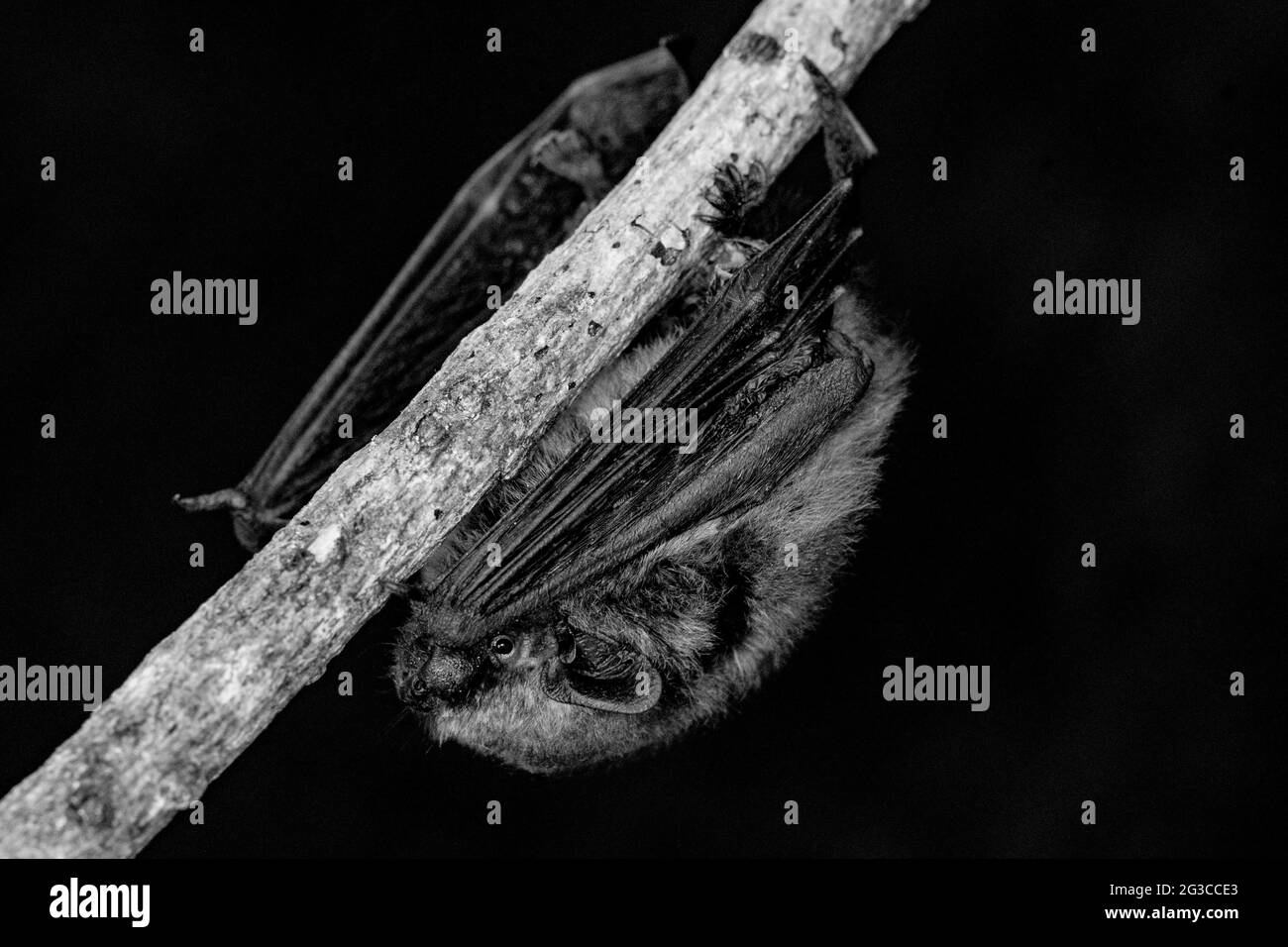 Common Pipistrelle Bat (Pipistrellus pipistrellus Stock Photo - Alamy