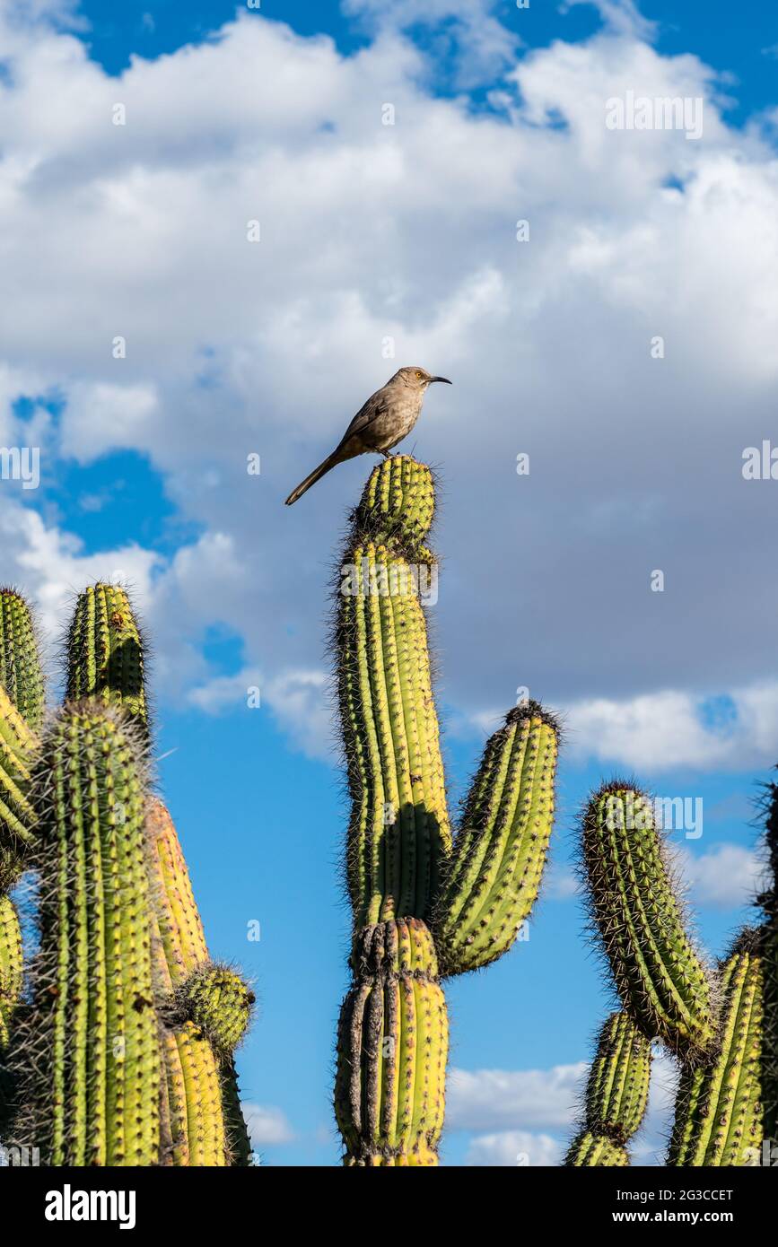 Curved bill hi-res stock photography and images - Alamy