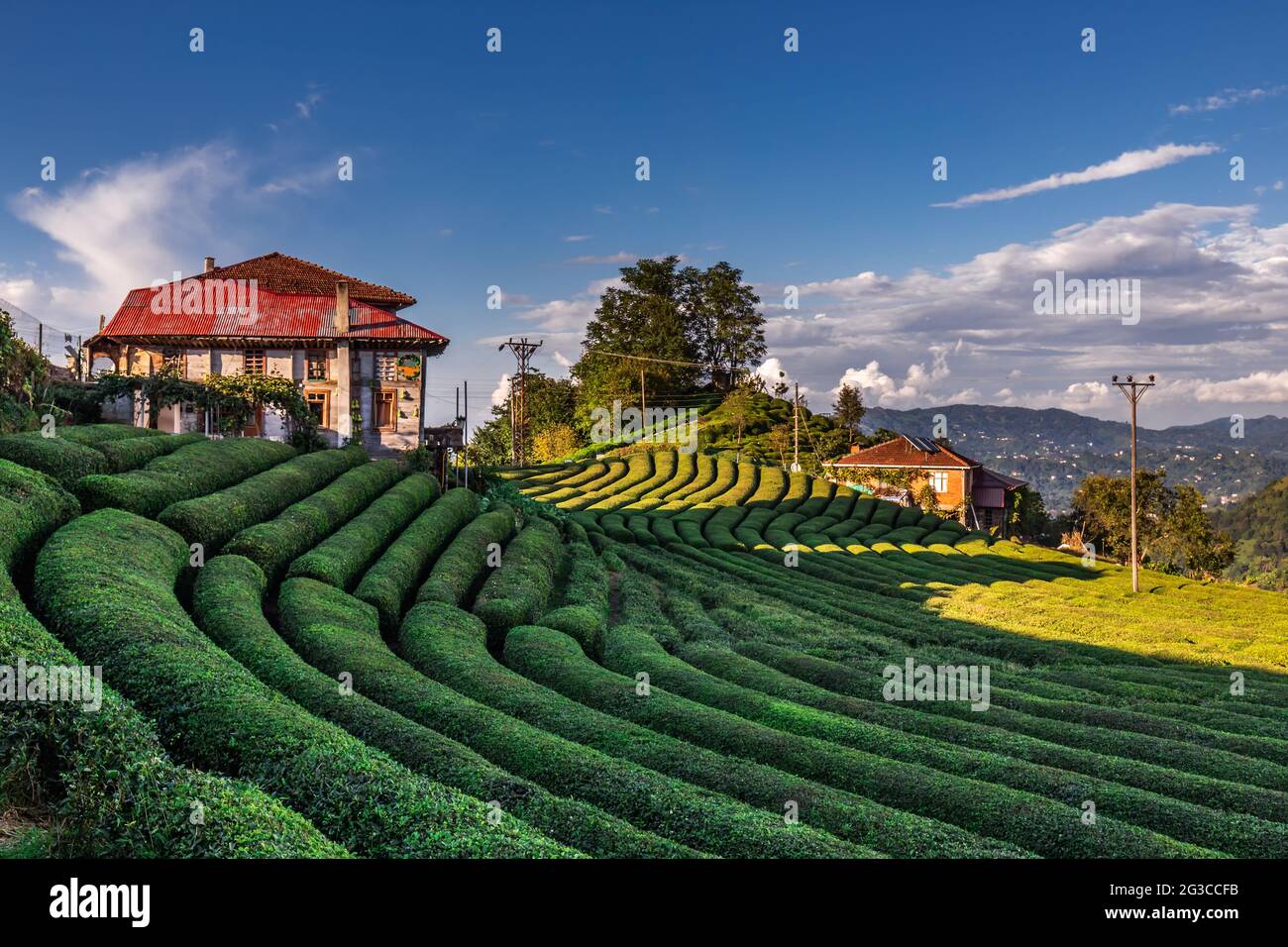Tea plantations near Rize in Turkey editorial Stock Photo - Alamy