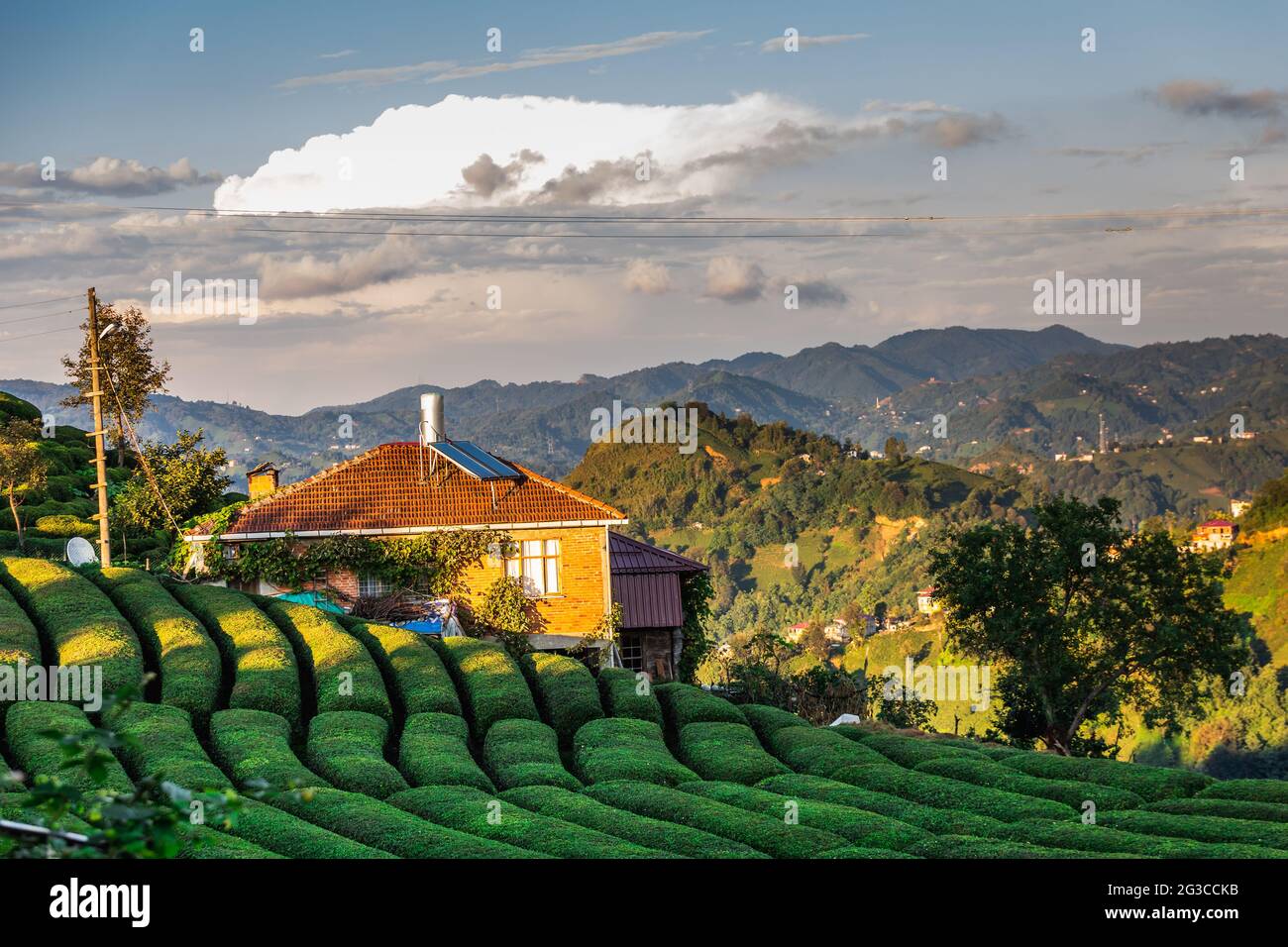 Tea plantations near Rize in Turkey editorial Stock Photo - Alamy