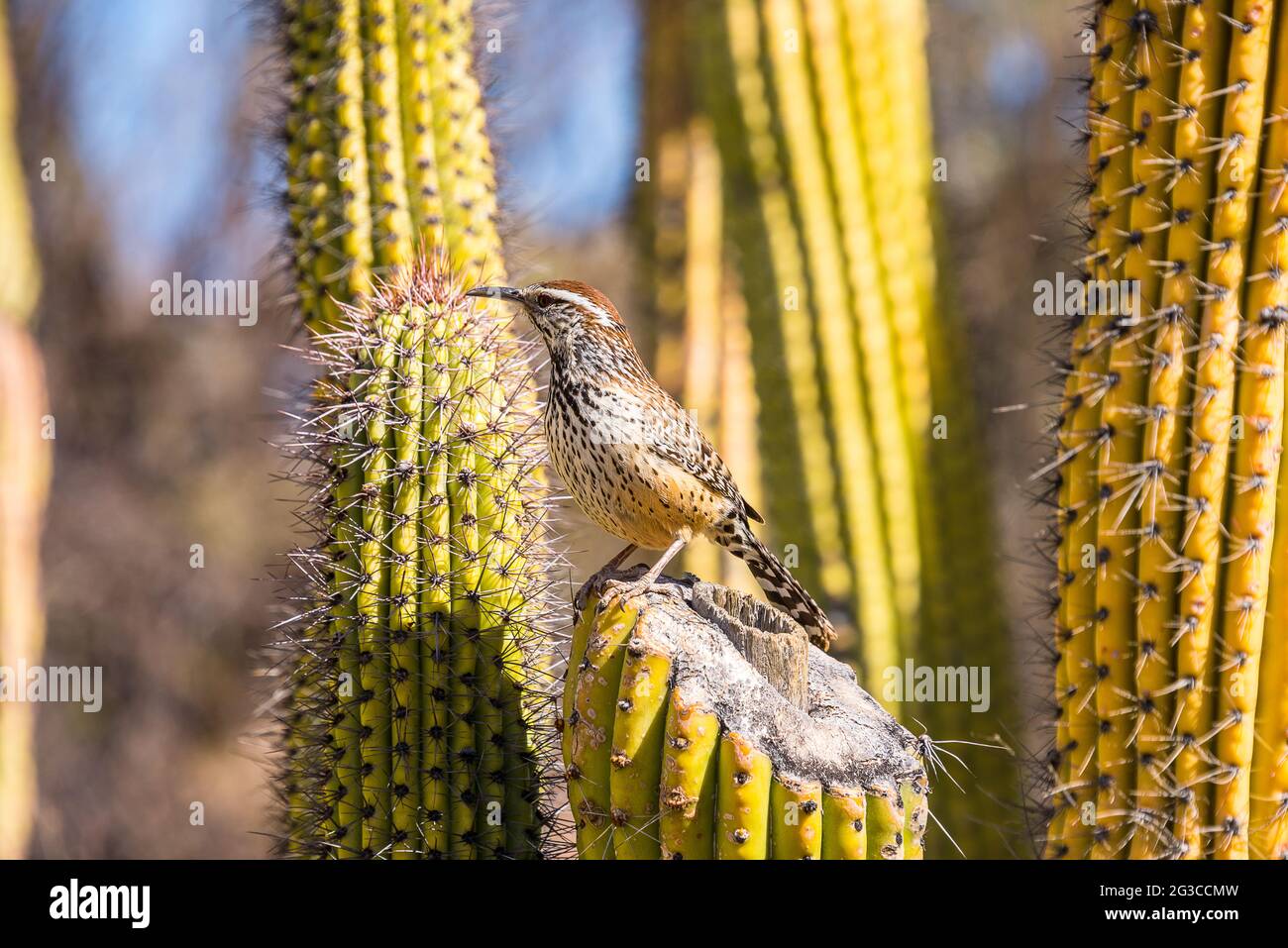 Curved bill hi-res stock photography and images - Alamy
