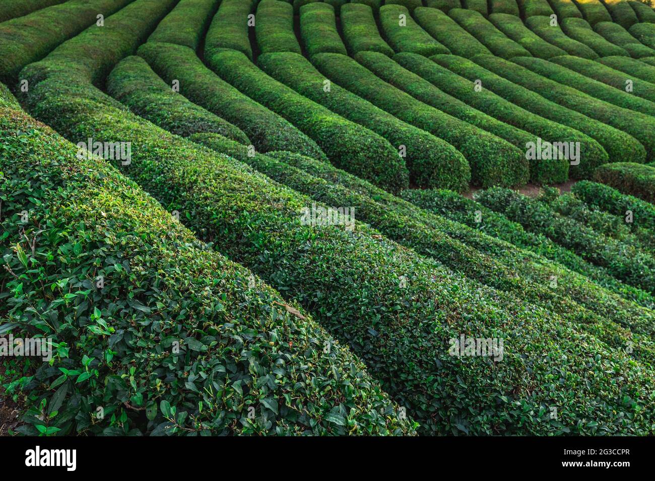 Tea plantations near Rize in Turkey editorial Stock Photo - Alamy