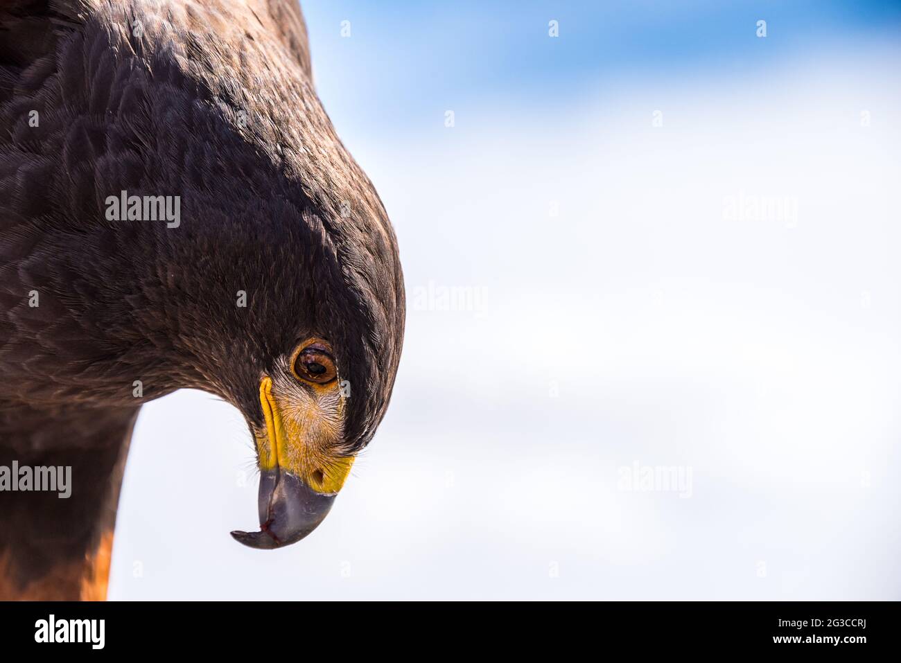 Harris hawk and talons hi-res stock photography and images - Alamy
