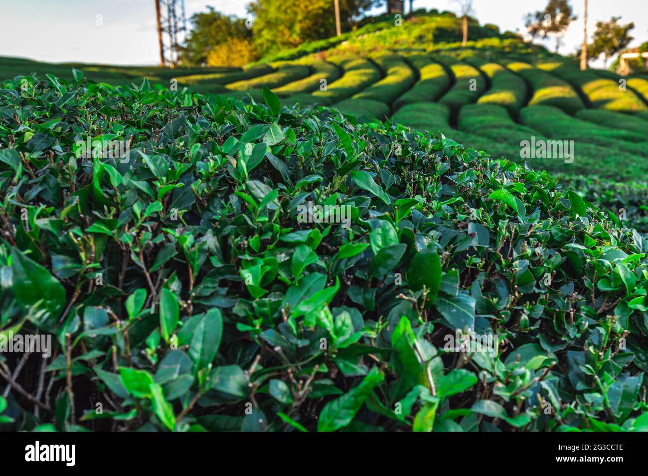 Tea plantations near Rize in Turkey editorial Stock Photo - Alamy