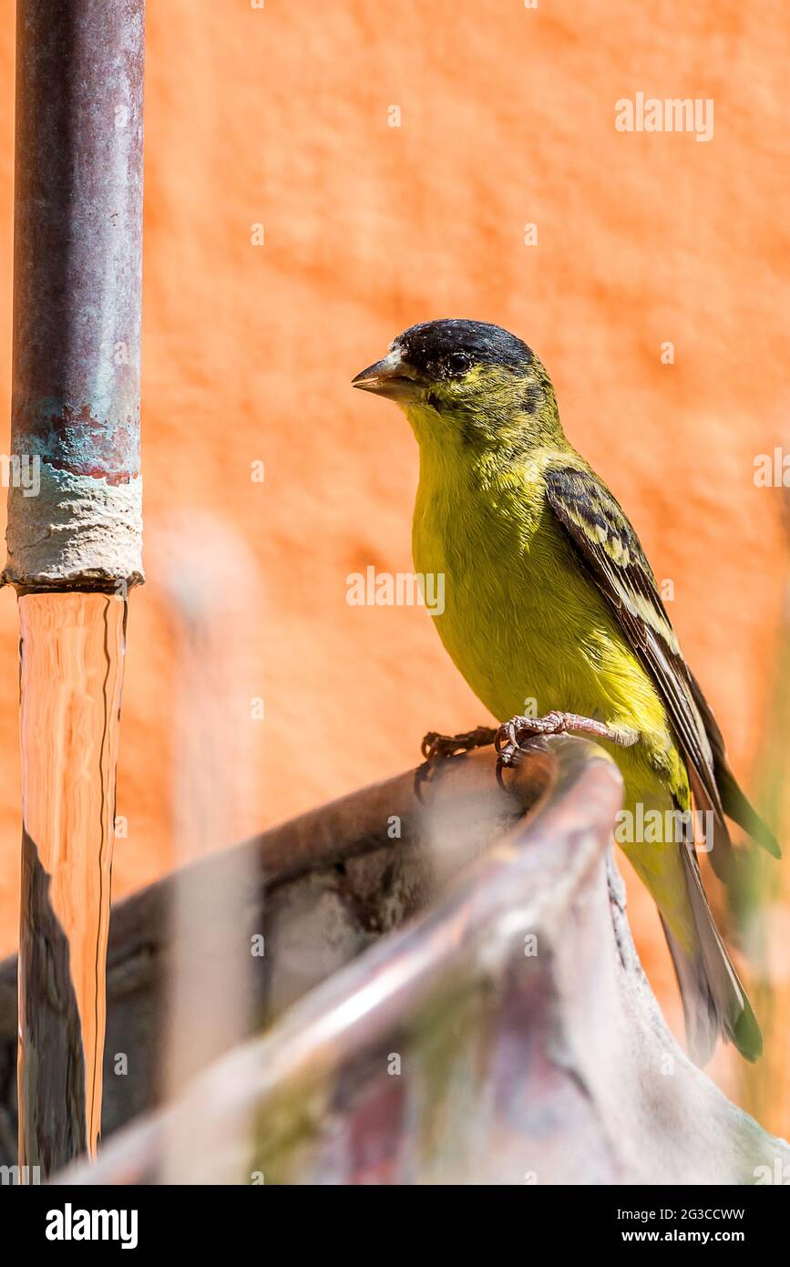Yellow house finch hi-res stock photography and images - Alamy