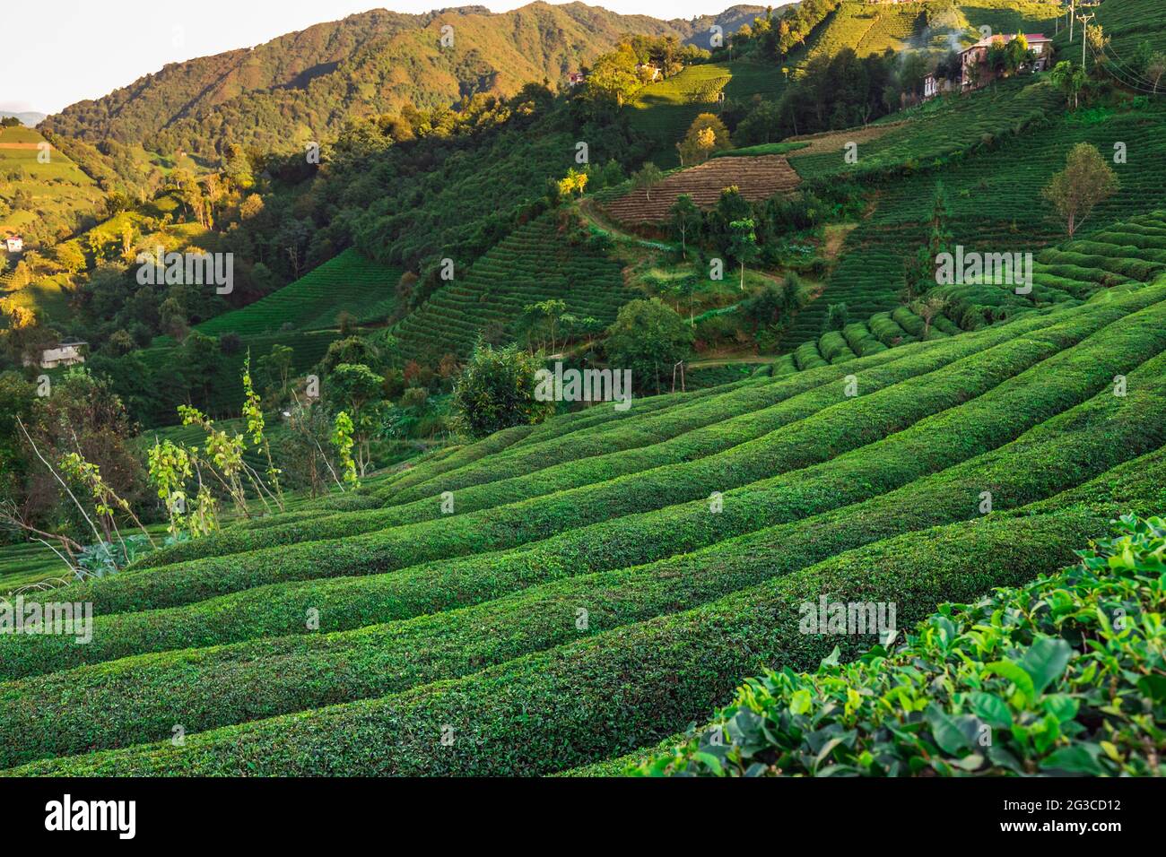 Tea plantations near Rize in Turkey editorial Stock Photo - Alamy