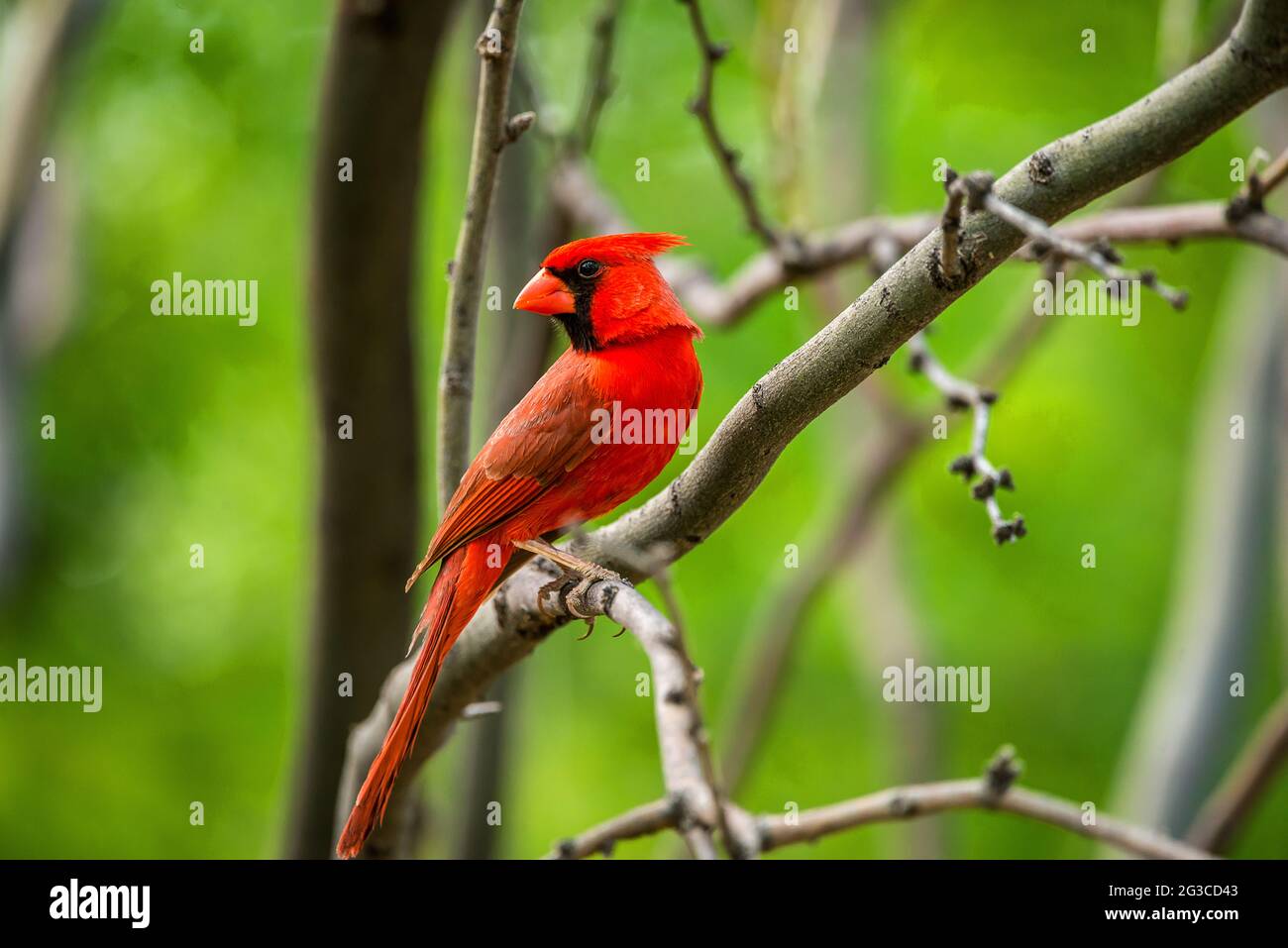 Cardinal bird hi-res stock photography and images - Alamy