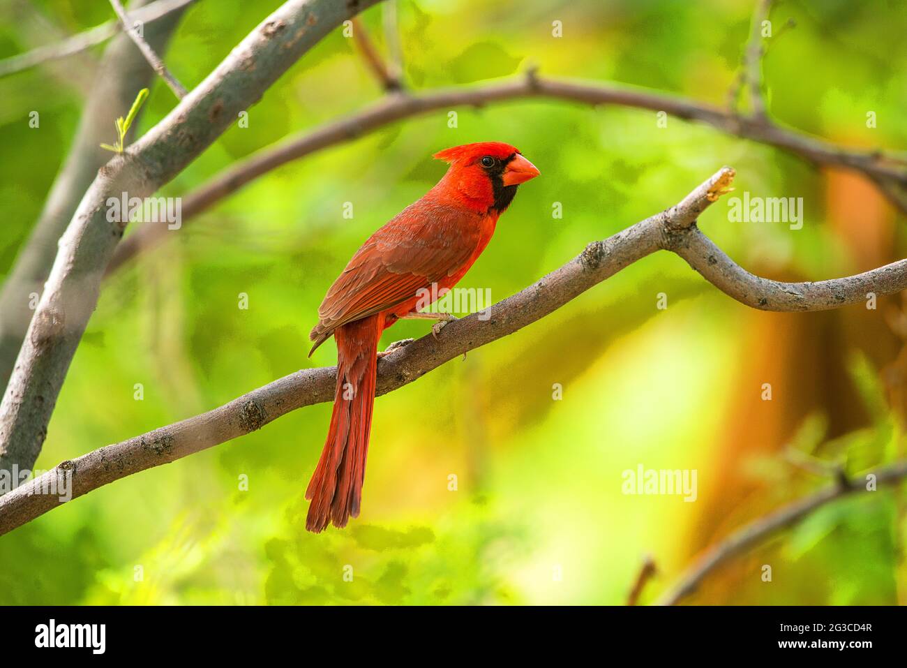 A Male Cardinal Stock Photo - Alamy