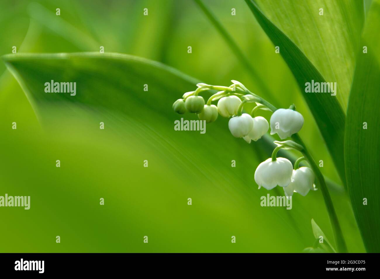 Spring white lily hi-res stock photography and images - Alamy