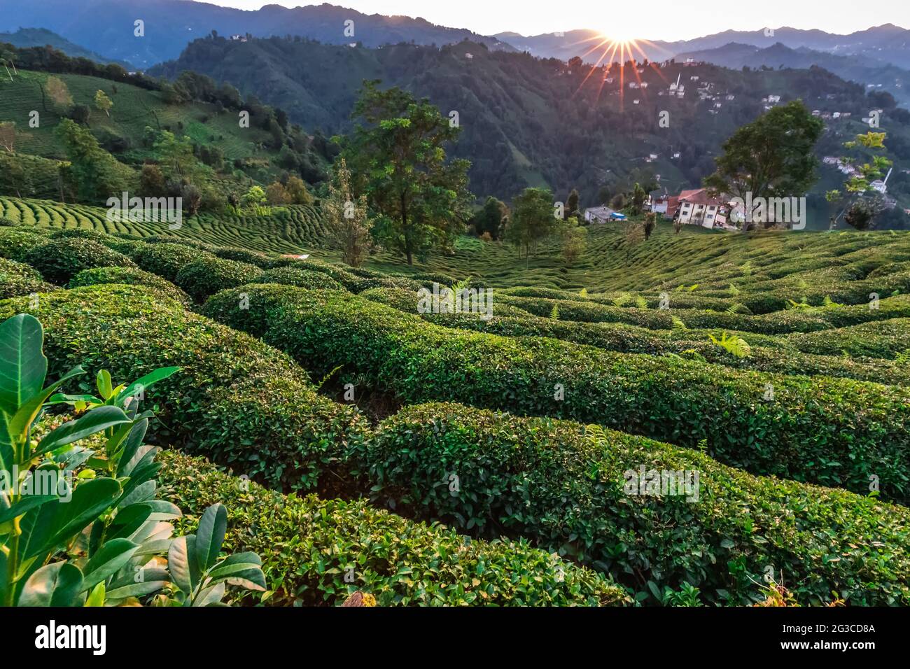 Tea plantations near Rize in Turkey editorial Stock Photo - Alamy