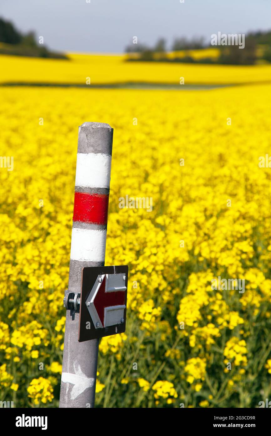 View of golden flowering rapeseed field with tourist sign Stock Photo ...
