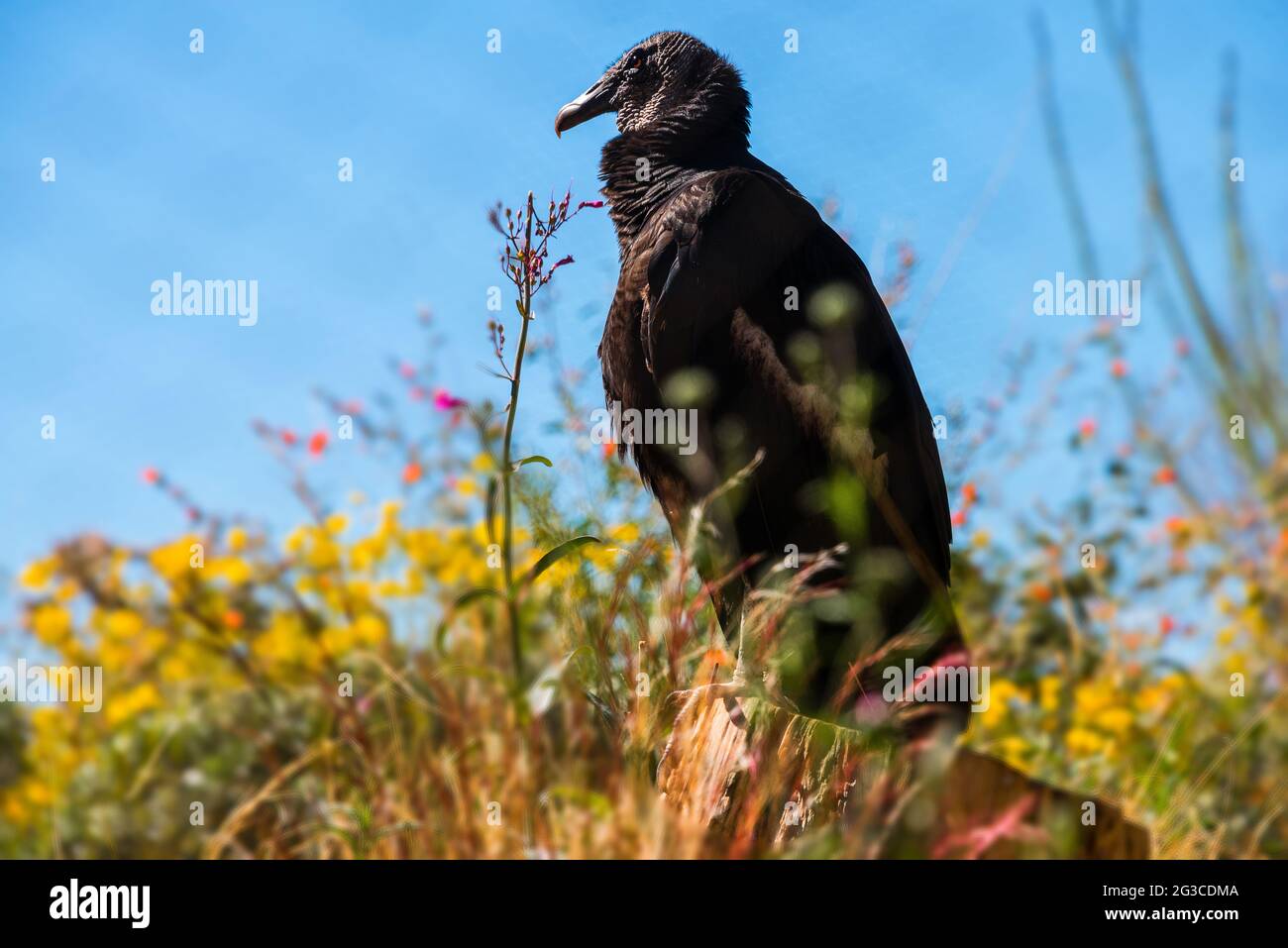 Western turkey vulture hi-res stock photography and images - Alamy