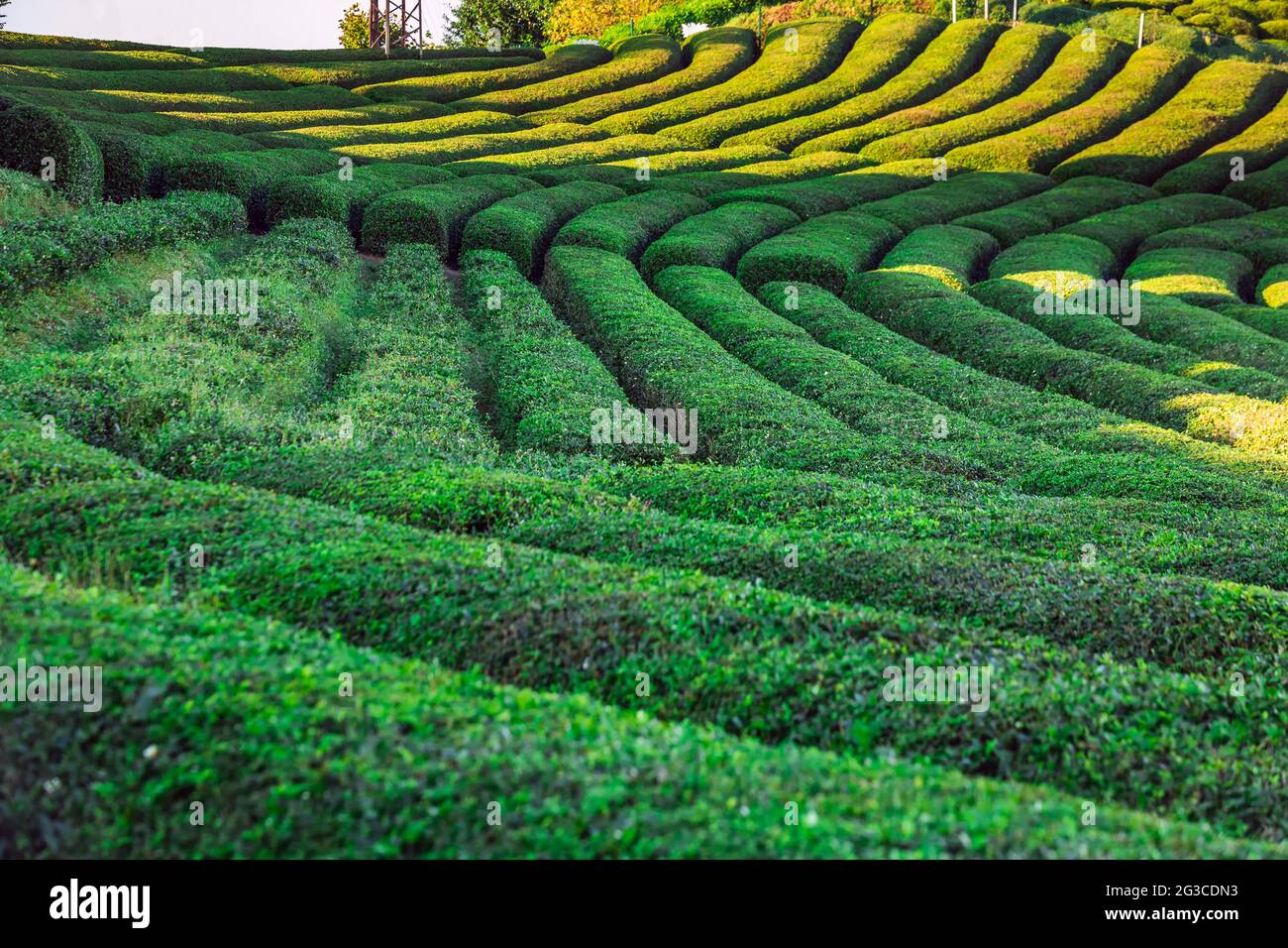 Tea plantations near Rize in Turkey editorial Stock Photo - Alamy