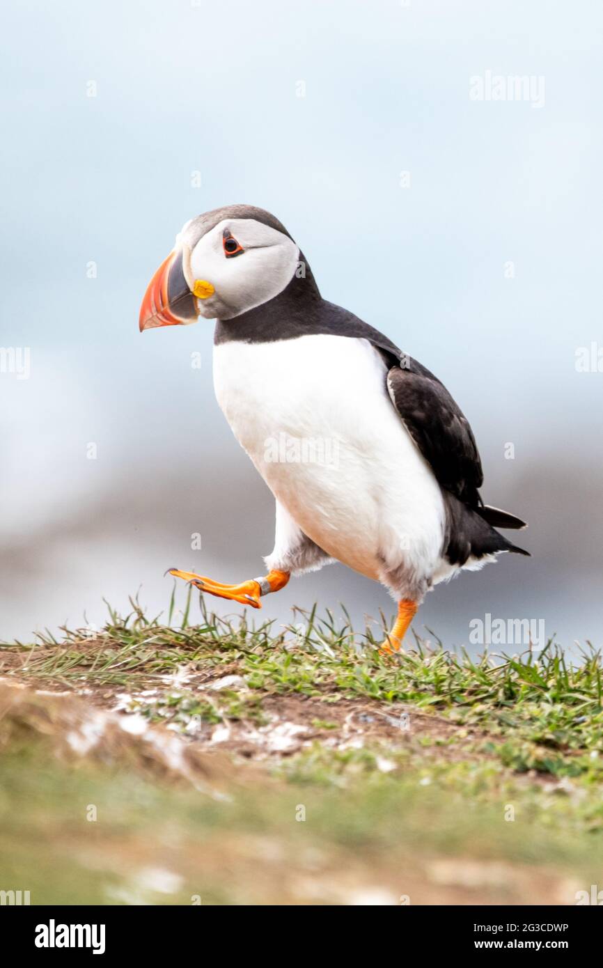Puffin spot hi-res stock photography and images - Alamy