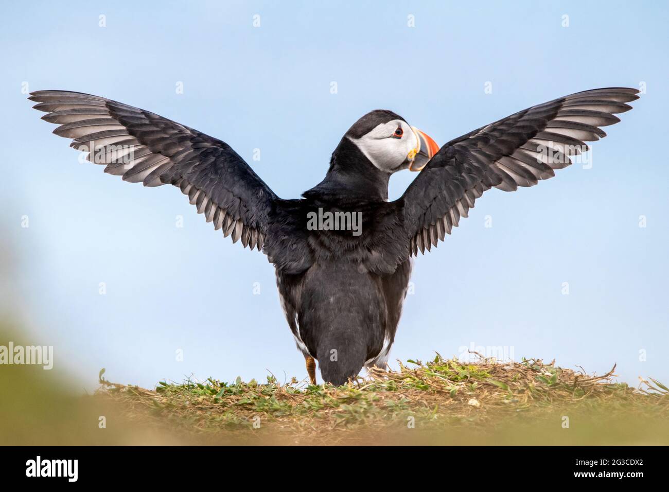 Puffin spot hi-res stock photography and images - Alamy