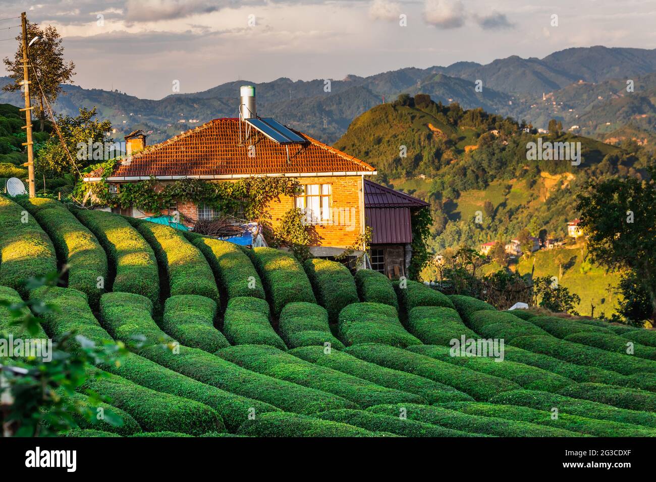 Tea plantations near Rize in Turkey editorial Stock Photo - Alamy