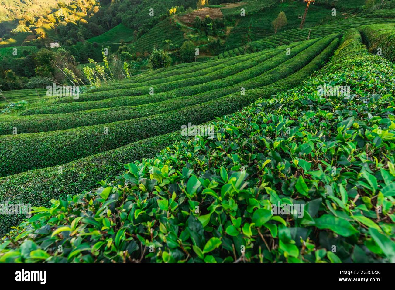 Tea plantations near Rize in Turkey editorial Stock Photo - Alamy