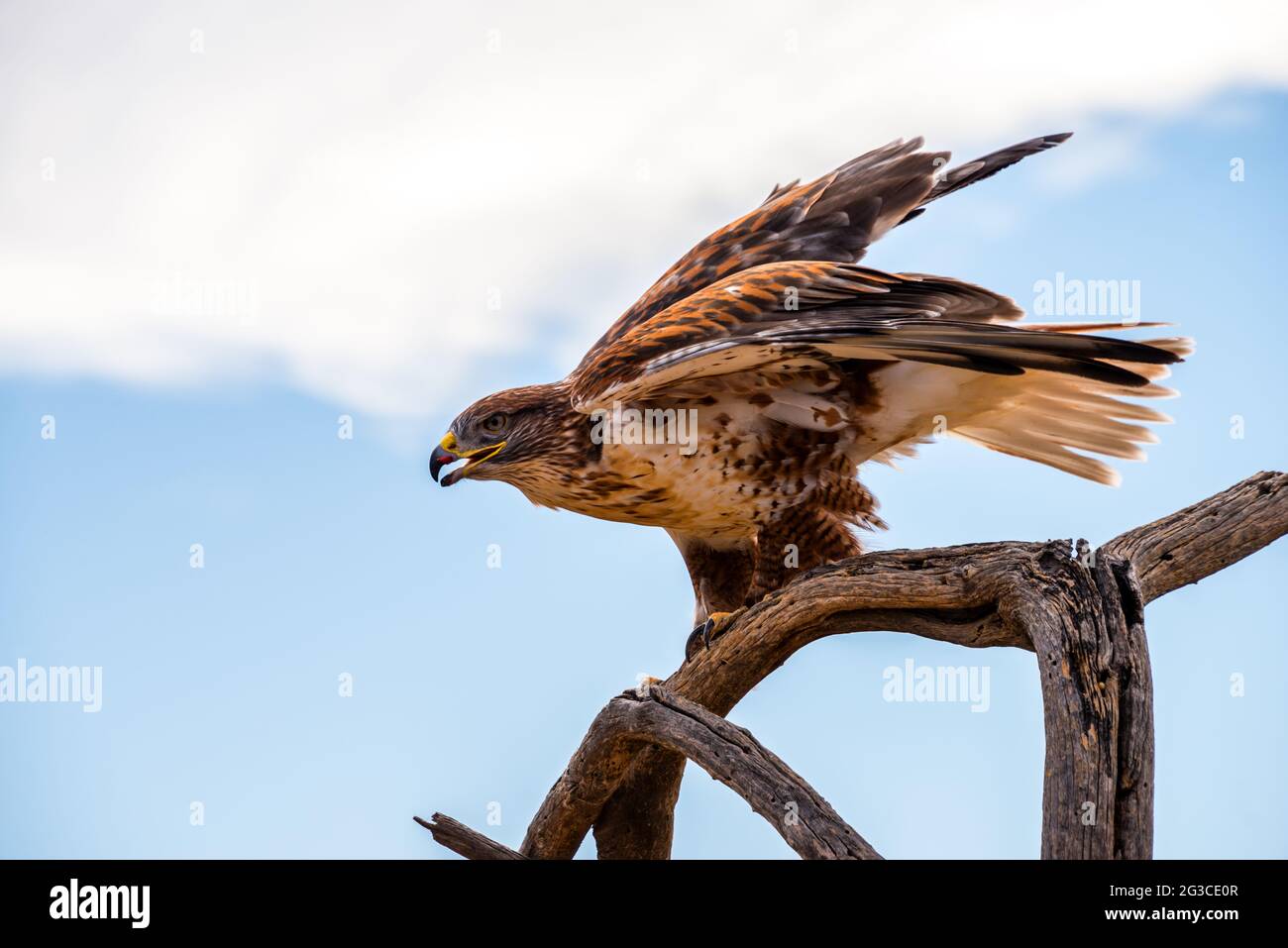 Ferruginous hawk hawk hi-res stock photography and images - Alamy