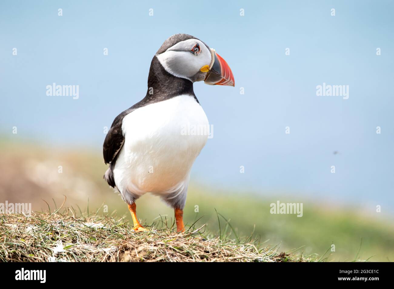 Puffin spot hi-res stock photography and images - Alamy