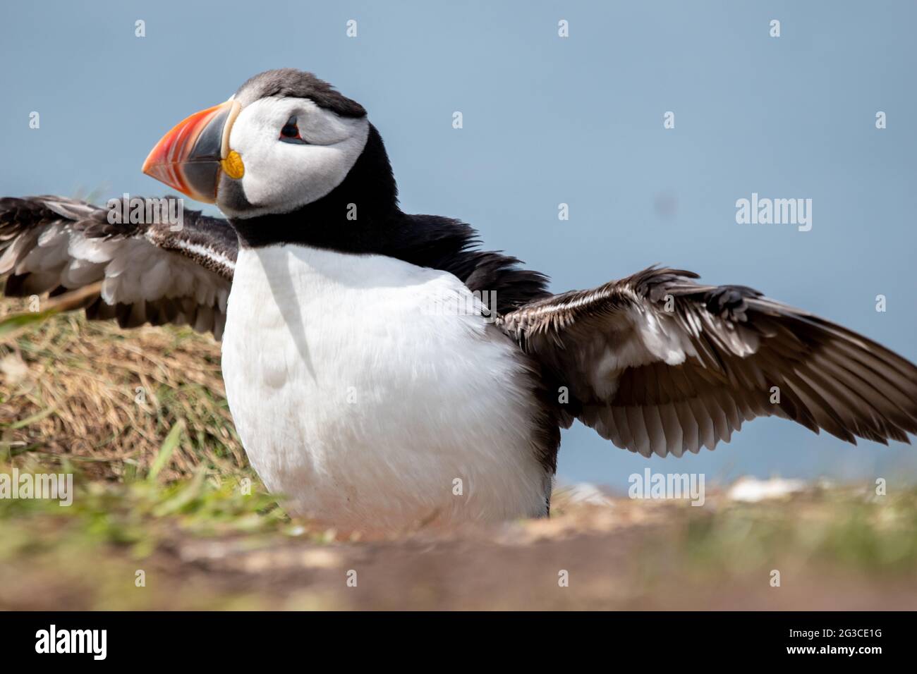 Puffin spot hi-res stock photography and images - Alamy