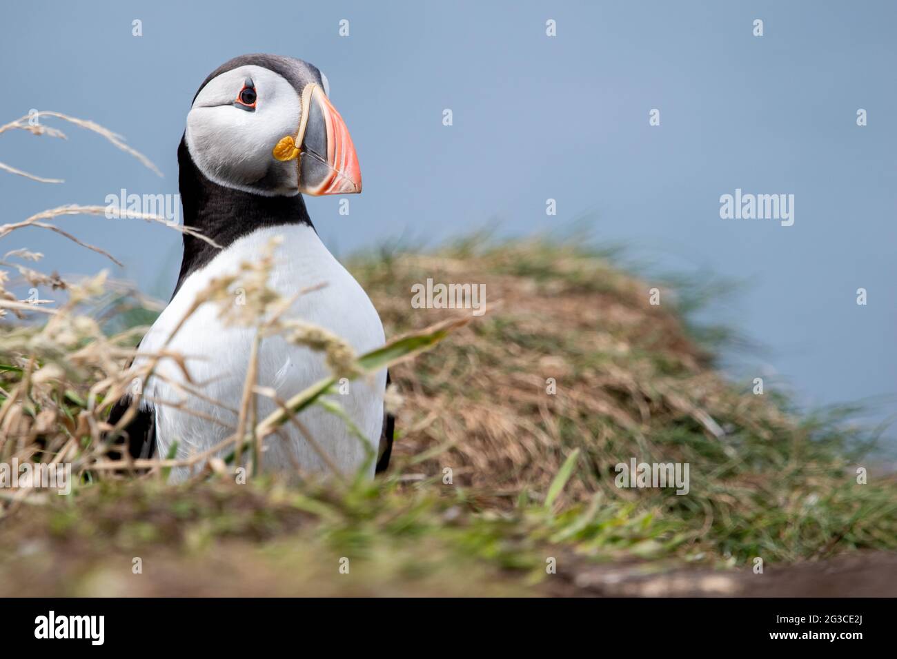 Puffin spot hi-res stock photography and images - Alamy