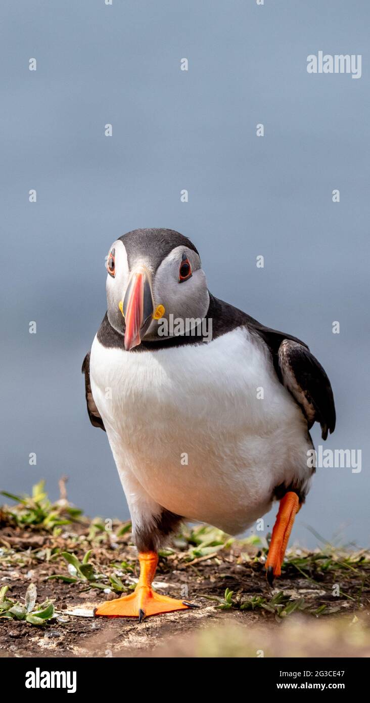 Puffin spot hi-res stock photography and images - Alamy