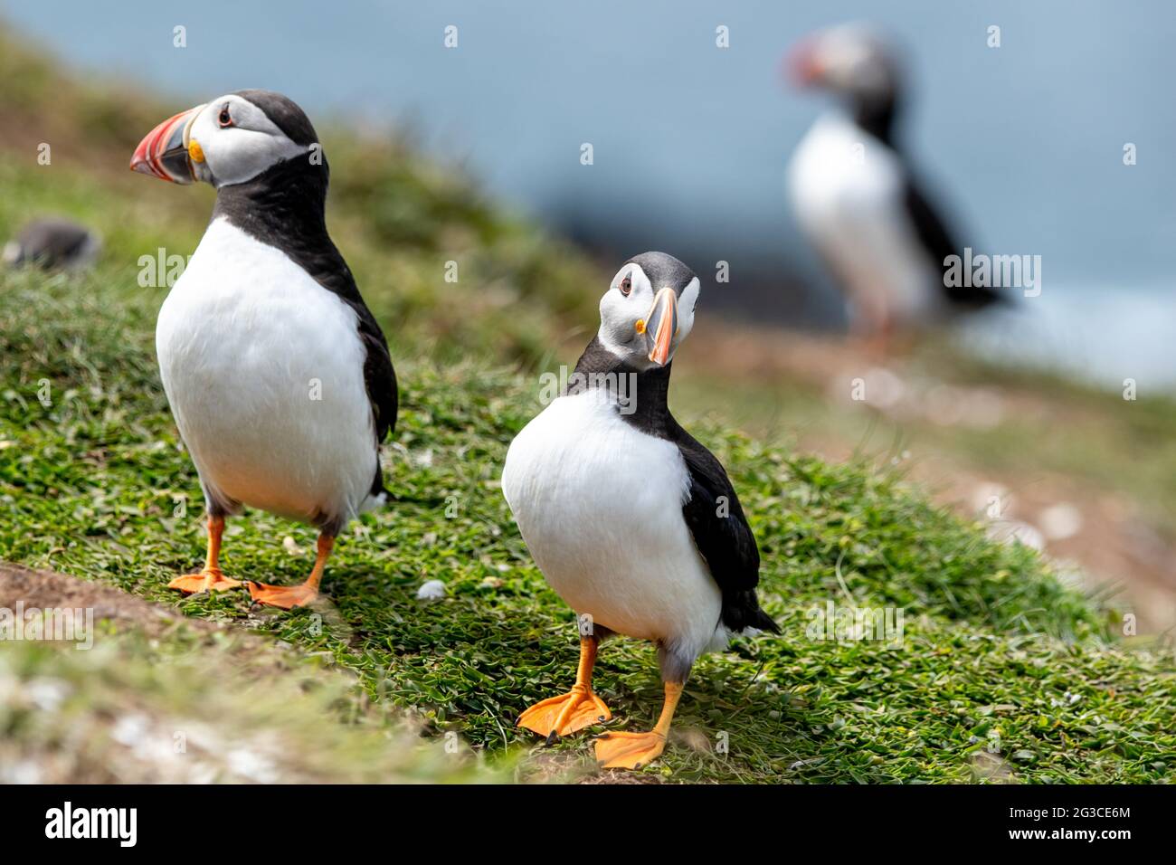 Puffin spot hi-res stock photography and images - Alamy