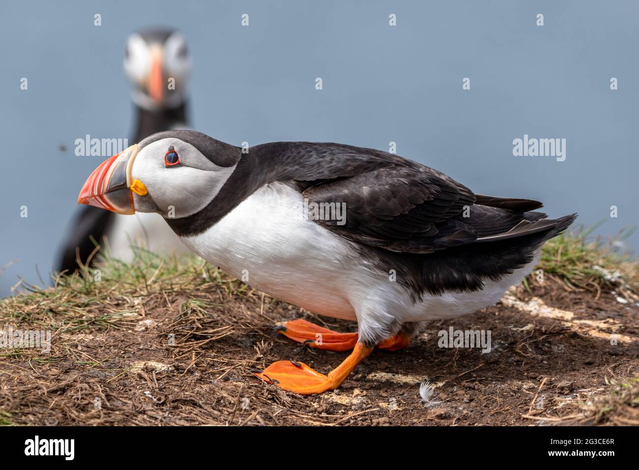 Puffin spot hi-res stock photography and images - Alamy
