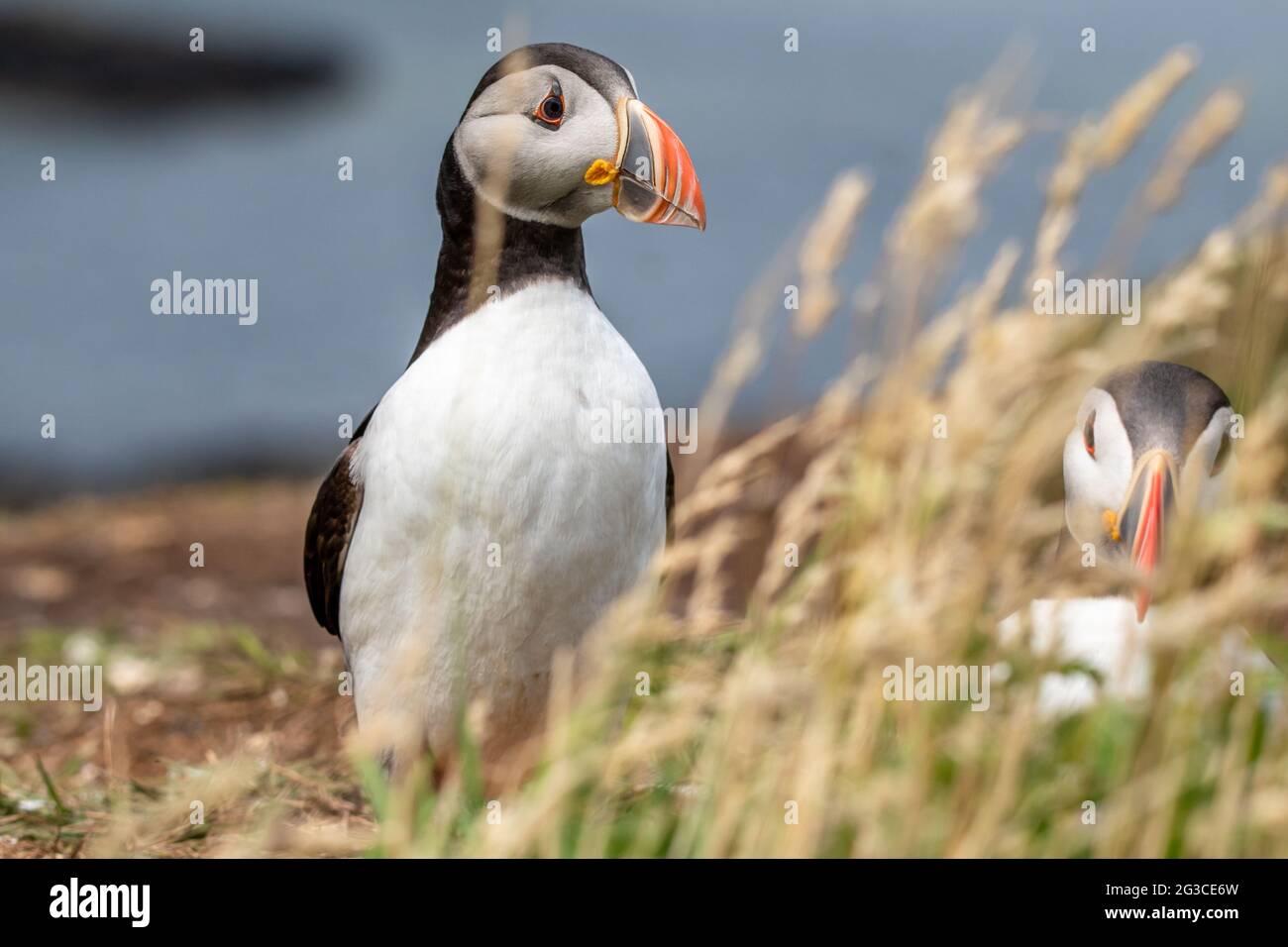 Puffin spot hi-res stock photography and images - Alamy