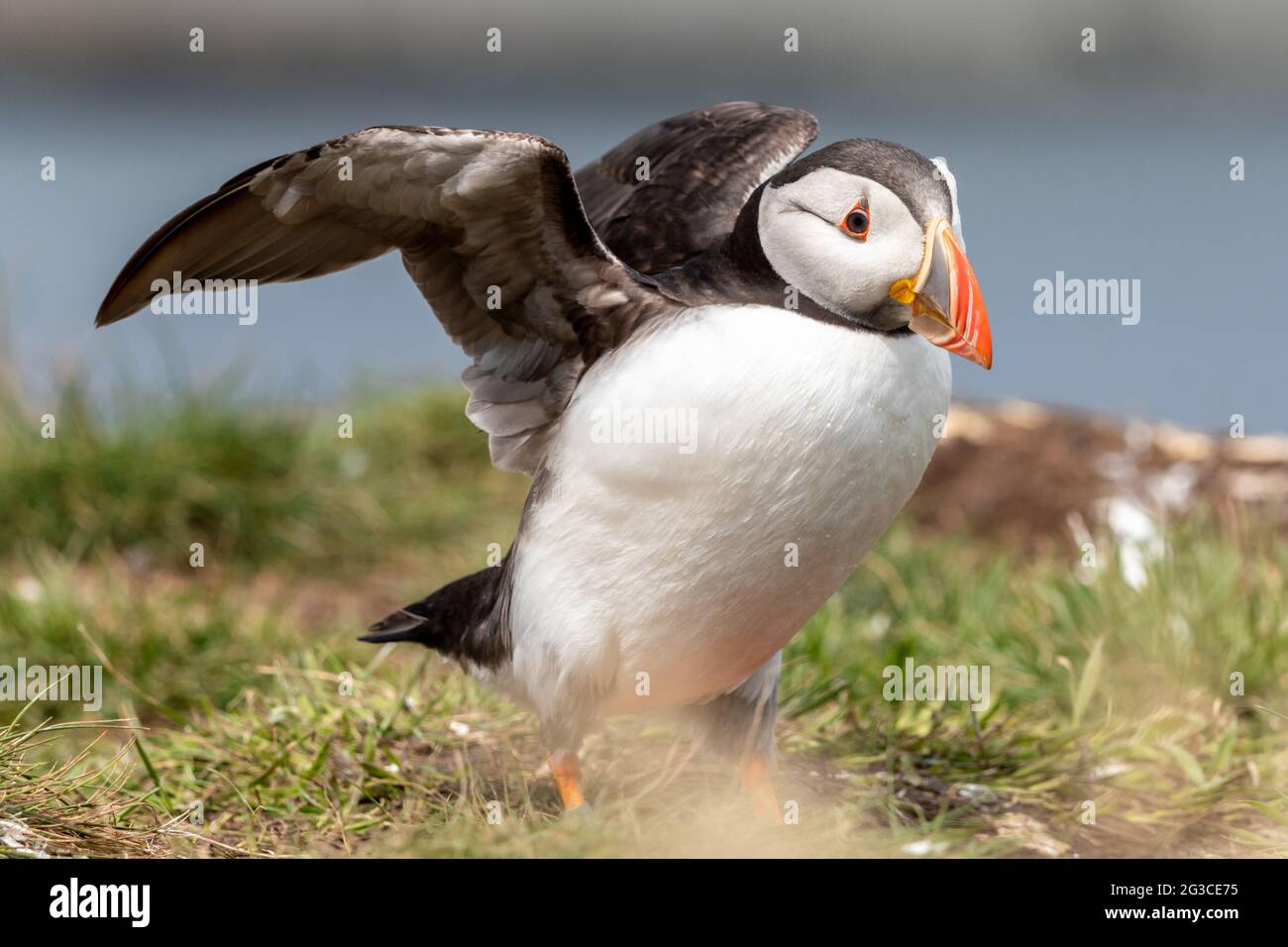Puffin spot hi-res stock photography and images - Alamy