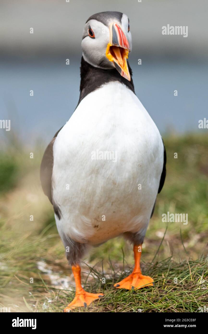 Puffin spot hi-res stock photography and images - Alamy