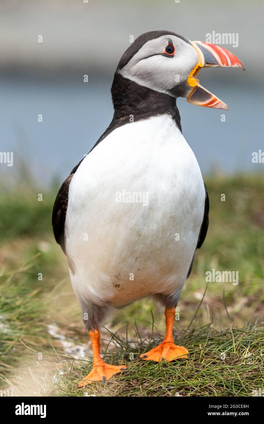 Puffin spot hi-res stock photography and images - Alamy